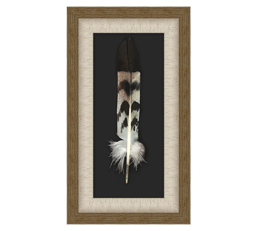 Red Shoulder Hawk Feather Shadow Box | Pottery Barn