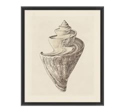 Sepia Shells | Pottery Barn