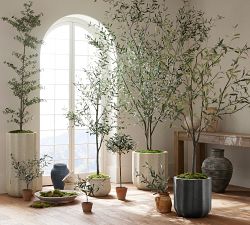 Faux Olive Bundle | Pottery Barn