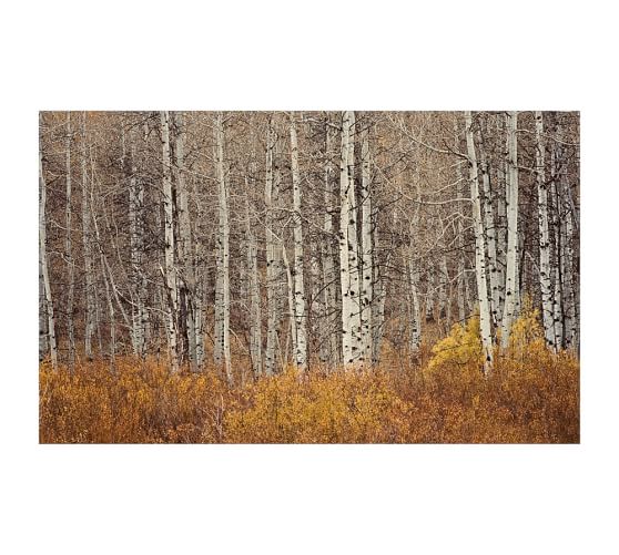 Aspen Trees Framed Print by Jennifer Meyers | Pottery Barn