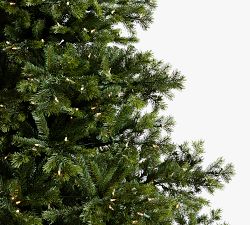 Lit Lakeshore Spruce Faux Christmas Tree | Pottery Barn