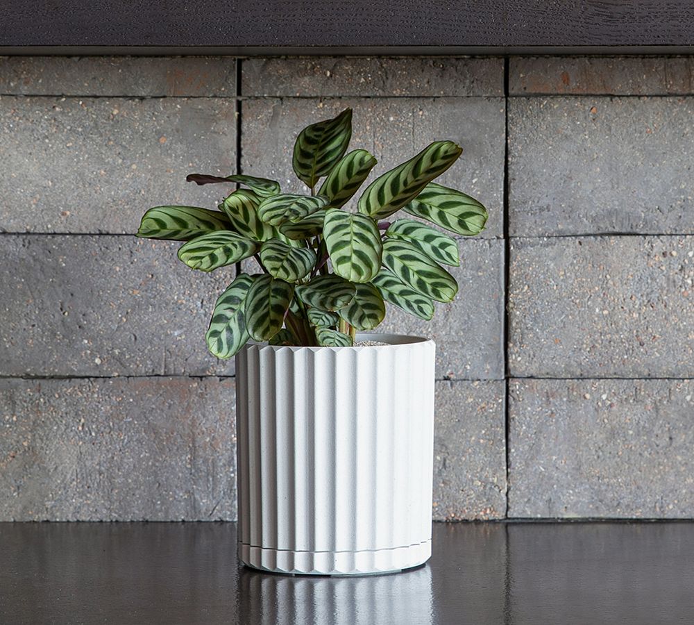 Modern Eco Cachepots - Set of 2 | Pottery Barn