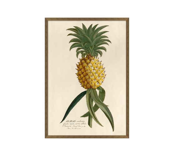 Ananas Framed Print | Pottery Barn