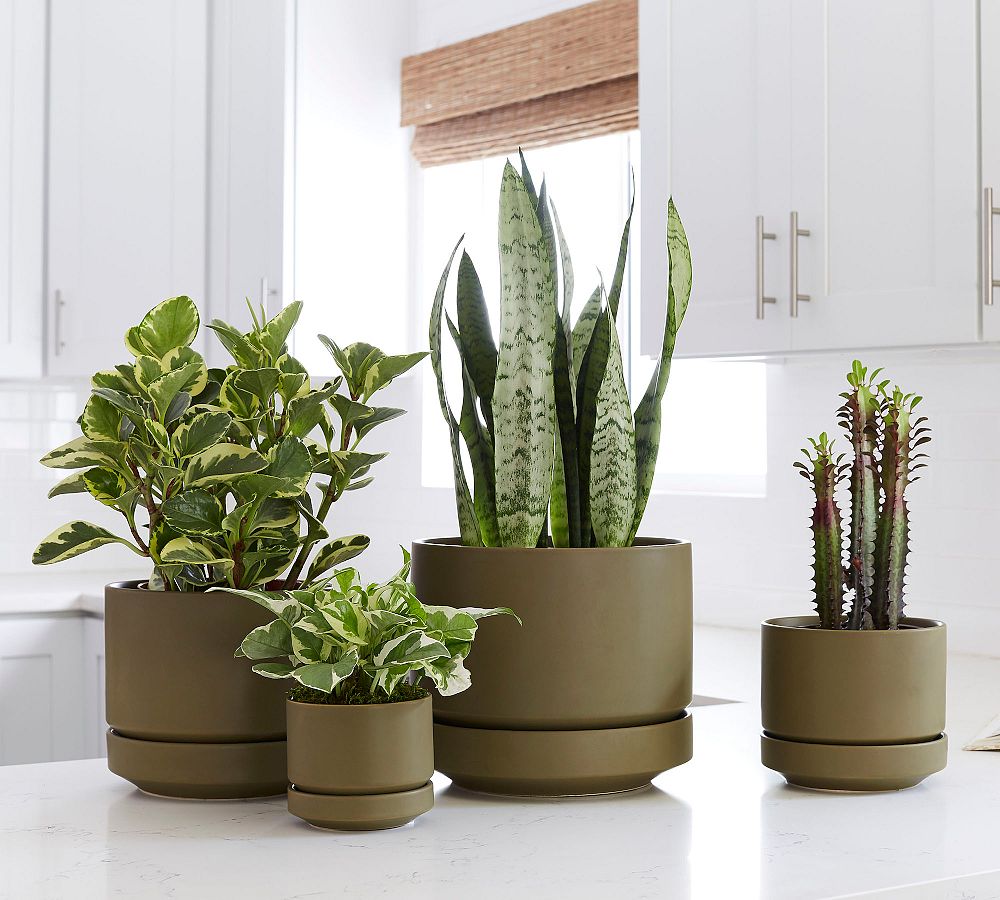 Modern Olive Ceramic Planter | Pottery Barn