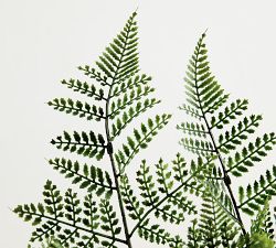 Faux Potted Japanese Climbing Fern | Pottery Barn
