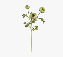 Faux Ranunculus Dozen Stems | Pottery Barn