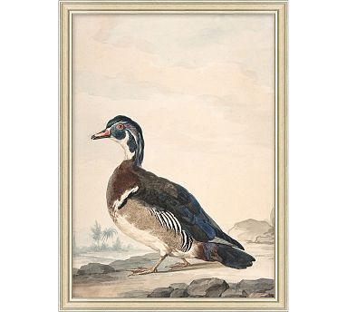 Duck Study Framed Print | Pottery Barn