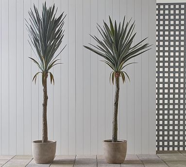 Palm Springs Faux Yucca Trees | Pottery Barn