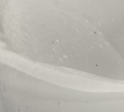 Hand Blown Glass Conch Shells | Pottery Barn