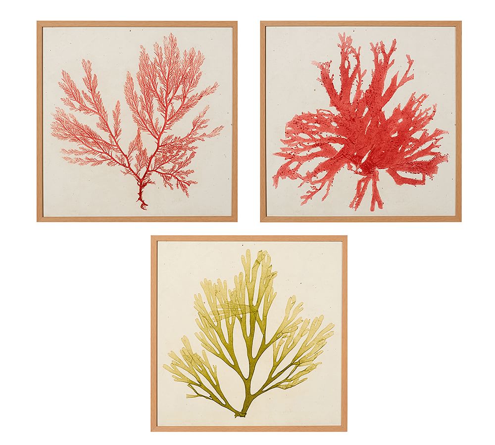 Framed Coral Prints | Pottery Barn