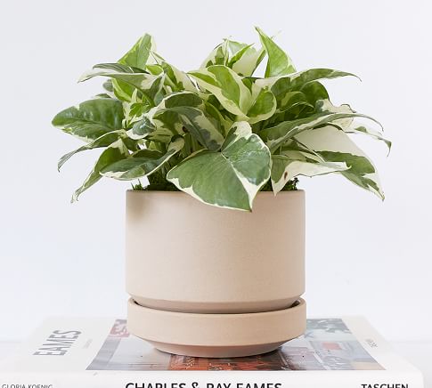 Modern Olive Ceramic Planter | Pottery Barn
