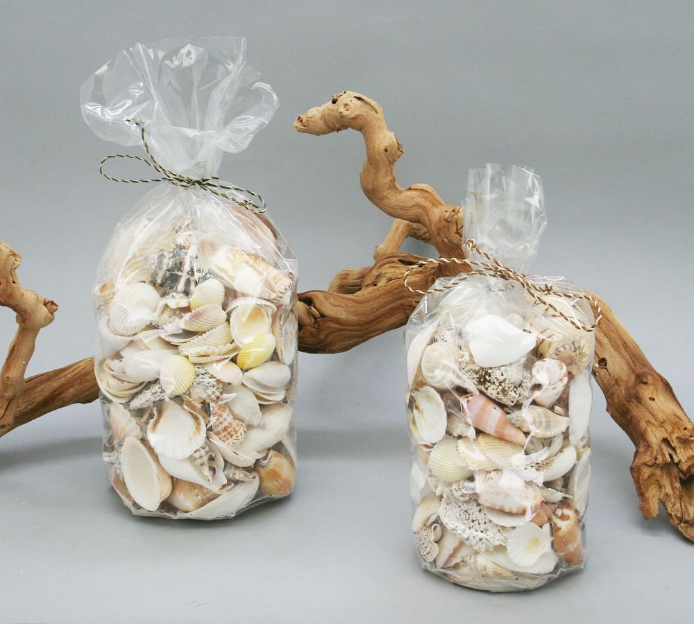 Mixed Shell Vase Filler - White | Pottery Barn