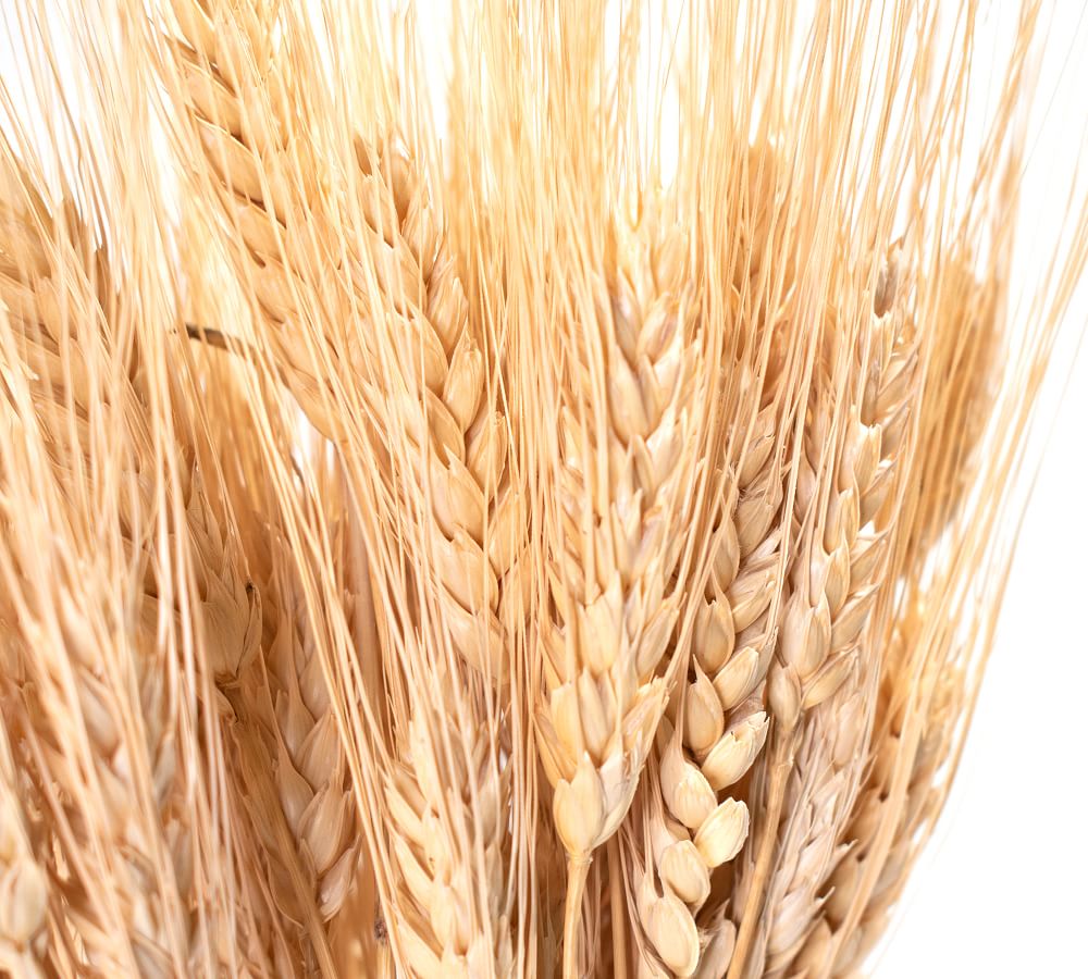 Dried Wheat Bundle, 24" | Pottery Barn