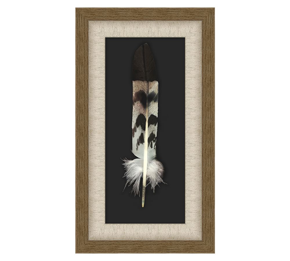 Red Shoulder Hawk Feather Shadow Box | Pottery Barn