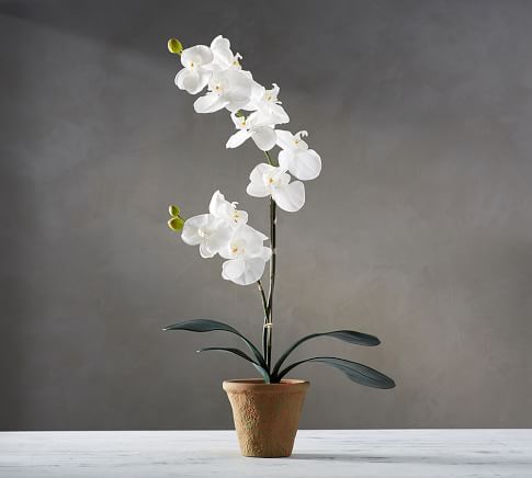 Mini Faux Potted Orchid | Artificial Flowers | Pottery Barn