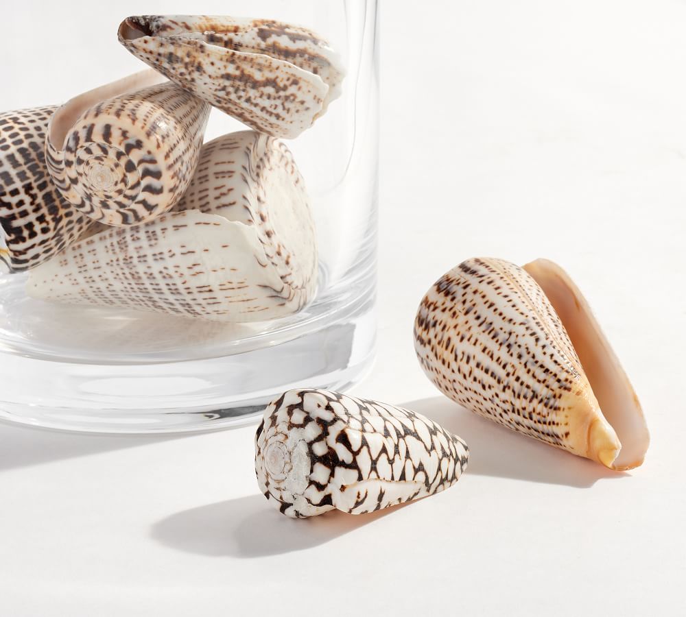 Spotted Conch Shells Vase Filler | Pottery Barn