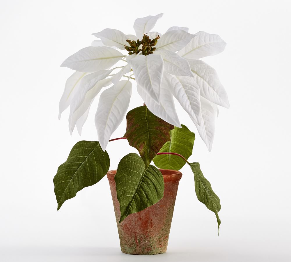Faux Potted Poinsettias - White | Pottery Barn