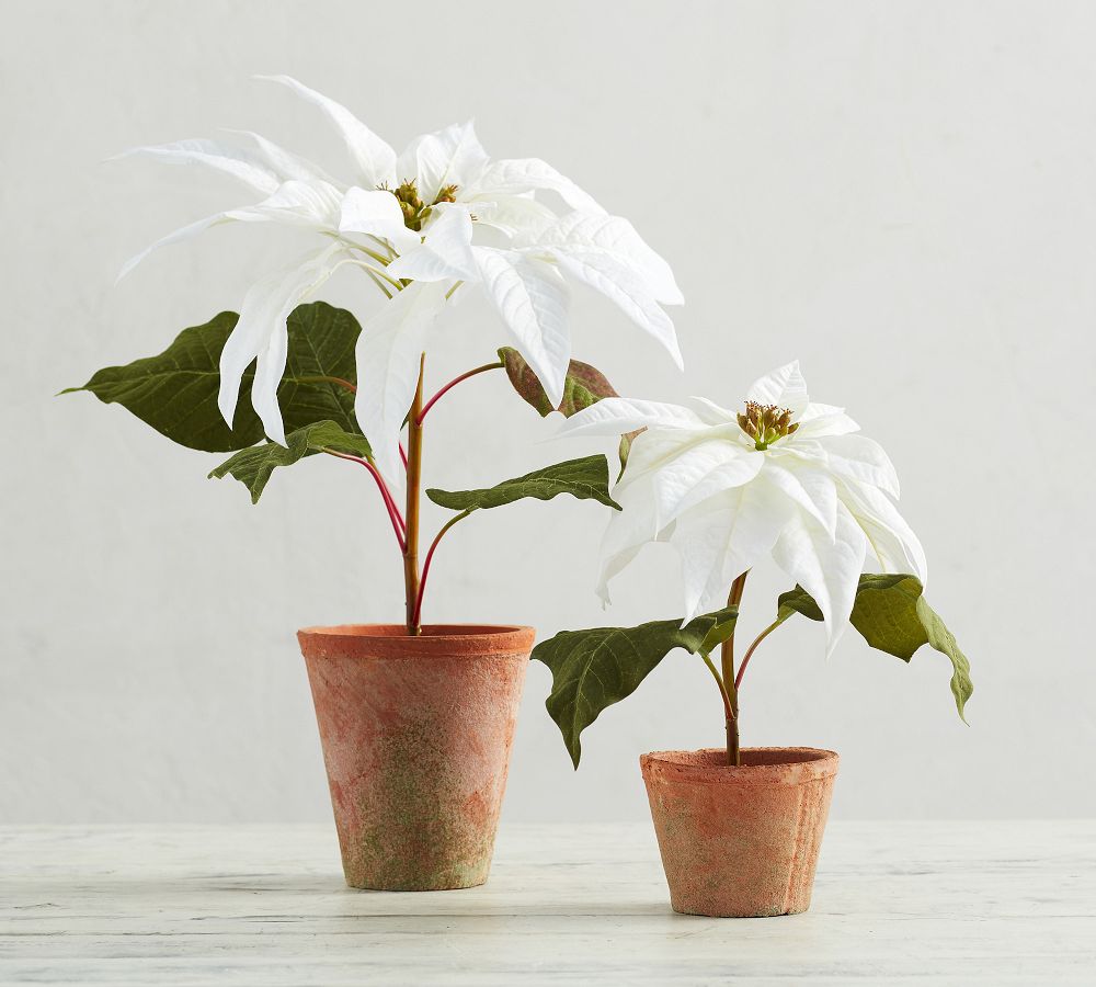 Faux Potted Poinsettias - White | Pottery Barn