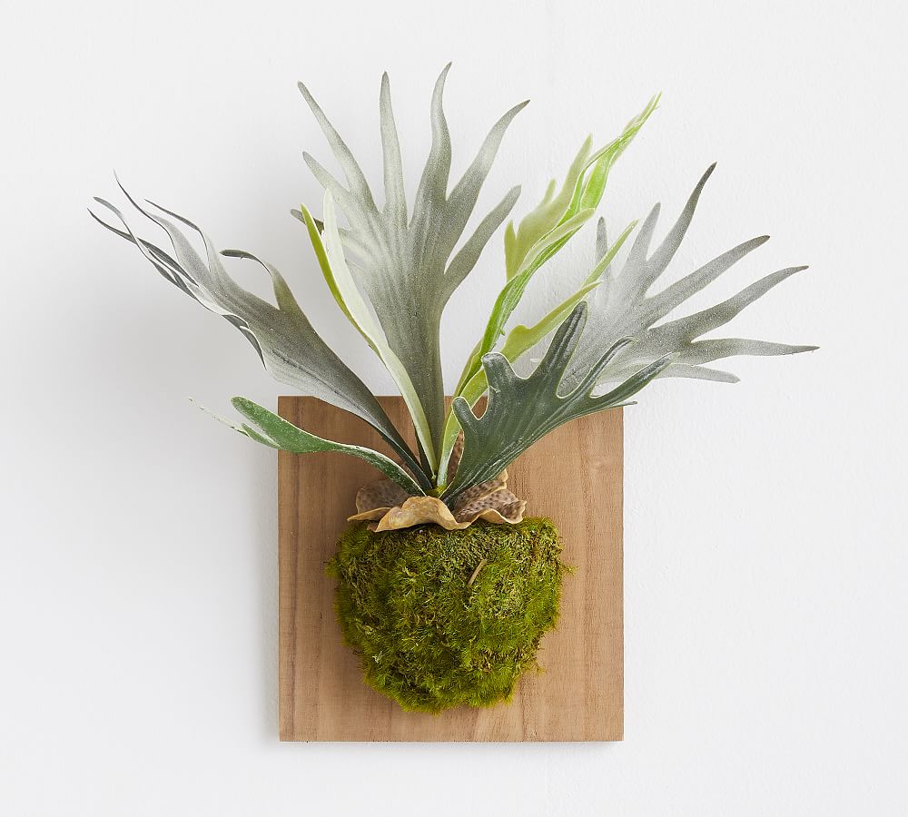 Faux Mounted Staghorn Ferns | Pottery Barn