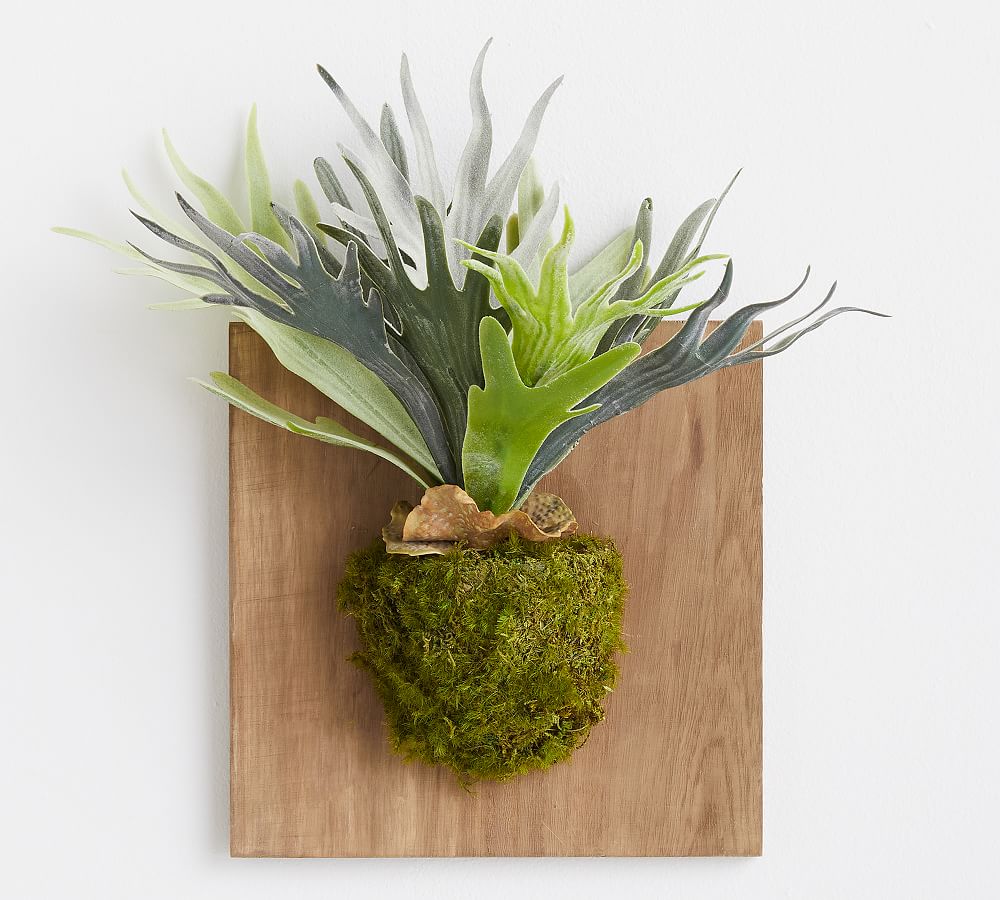 Faux Mounted Staghorn Ferns | Pottery Barn