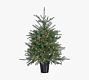 Potted Pine Tree With Clear Lights - 4' | Pottery Barn