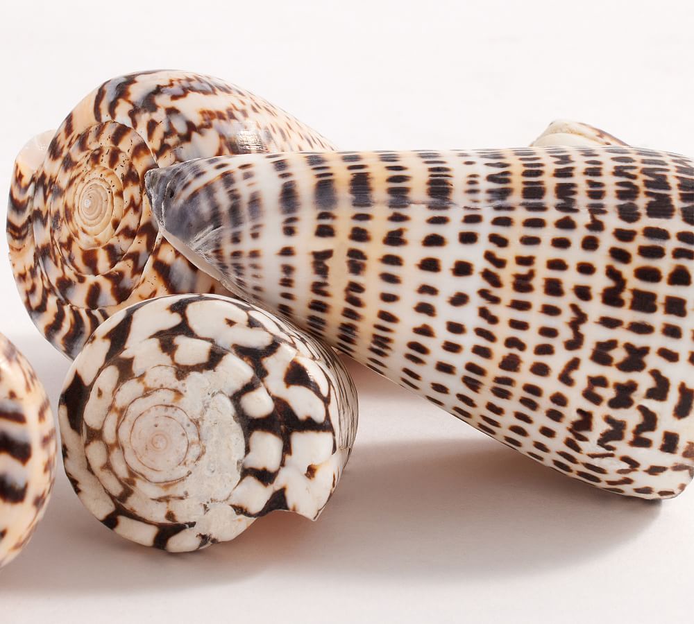 Spotted Conch Shells Vase Filler | Pottery Barn