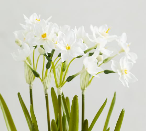 Faux Potted Paperwhites | Pottery Barn