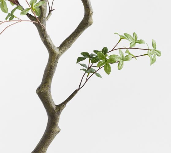Faux Bonsai Tree in White Pot | Pottery Barn