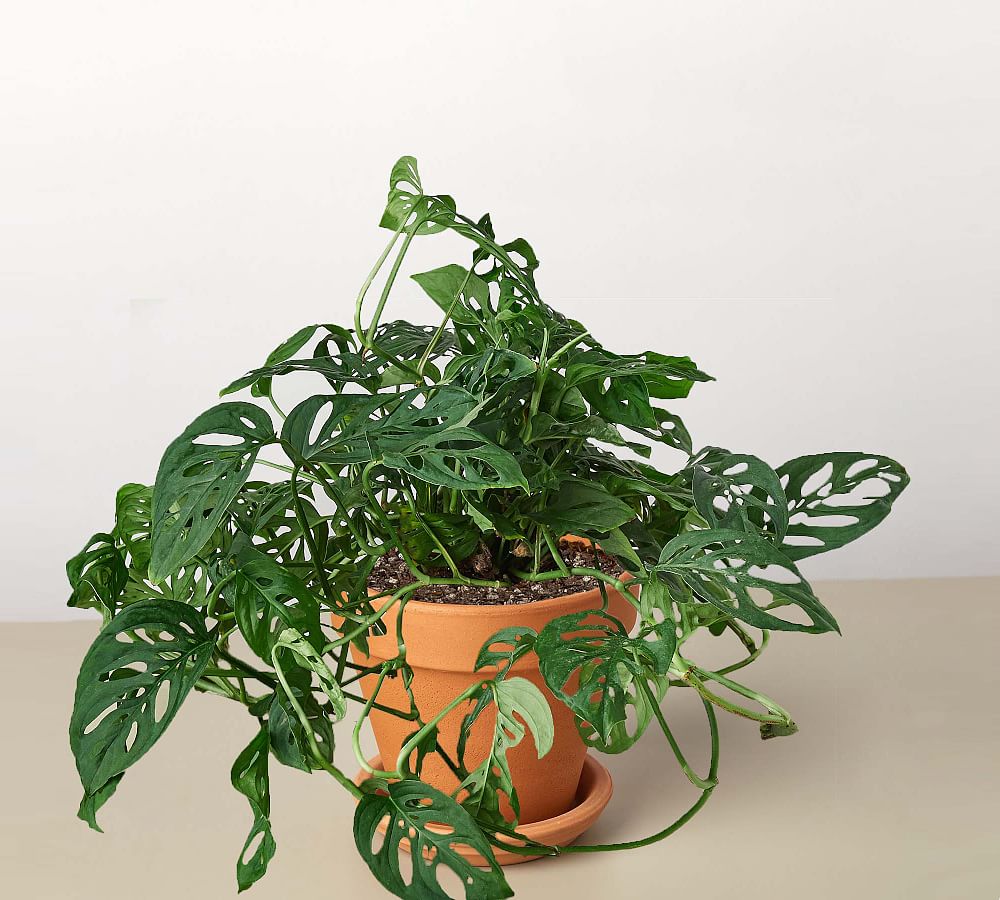 Live Potted Monstera Adansonii Swiss Cheese Plant | Pottery Barn