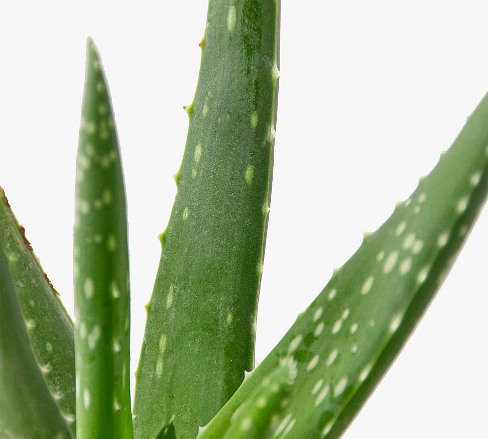 Live Aloe Vera In Planter | Pottery Barn