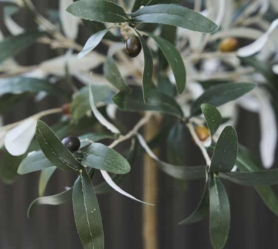 Faux Olive Topiary | Pottery Barn