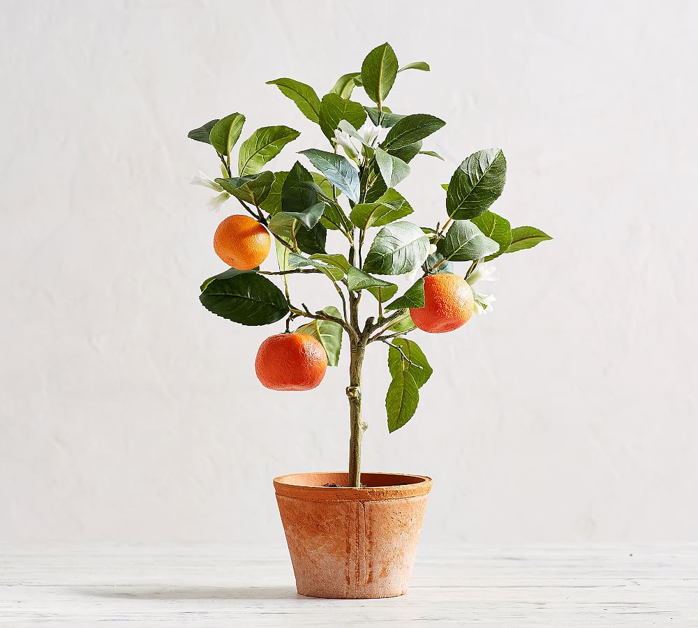 Tangerine Tree