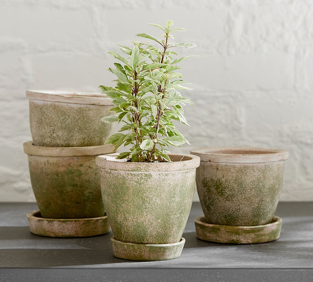 Provence Scalloped Edge Outdoor Planters - Moss | Pottery Barn