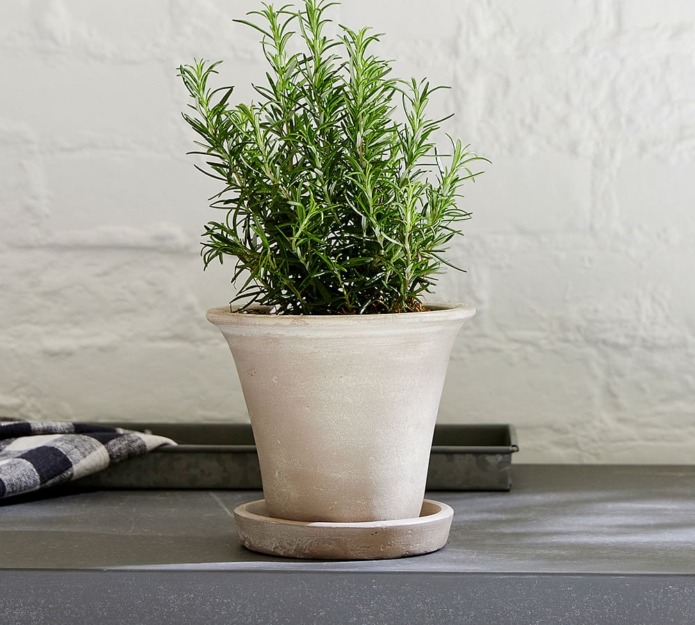 Provence Scalloped Edge Outdoor Planters - Clay | Pottery Barn