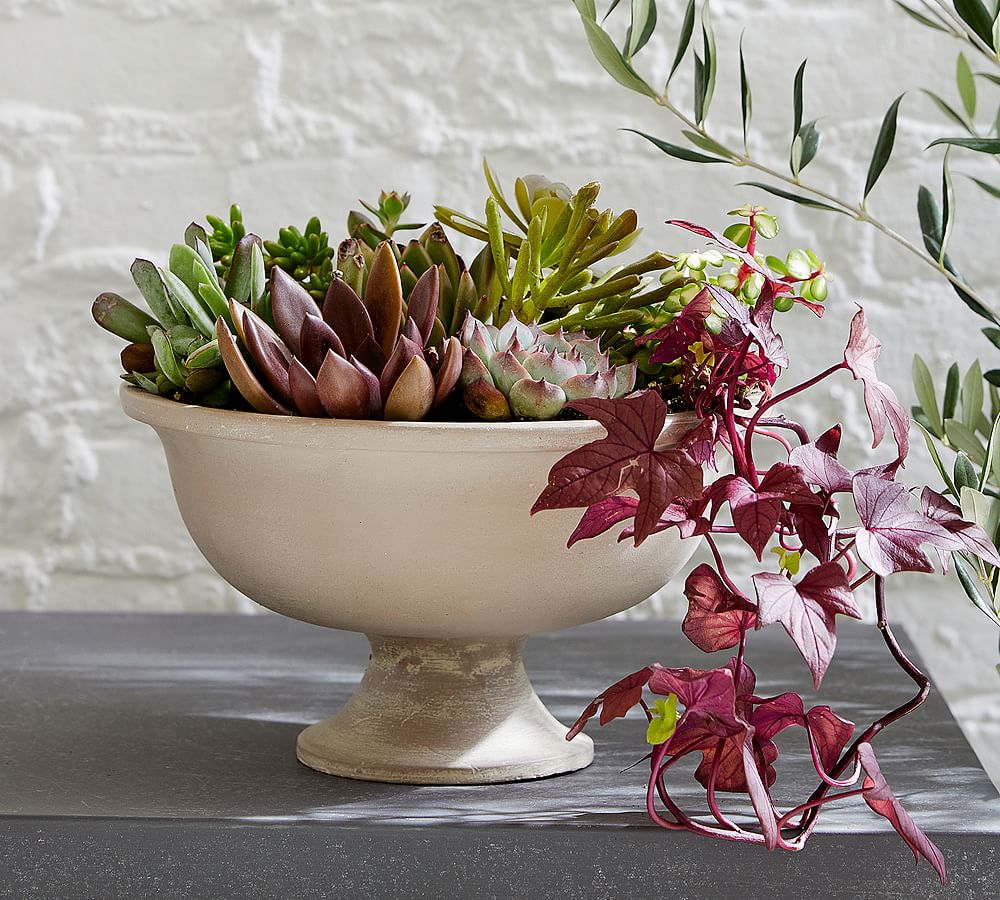 Provence Scalloped Edge Outdoor Planters - Clay | Pottery Barn