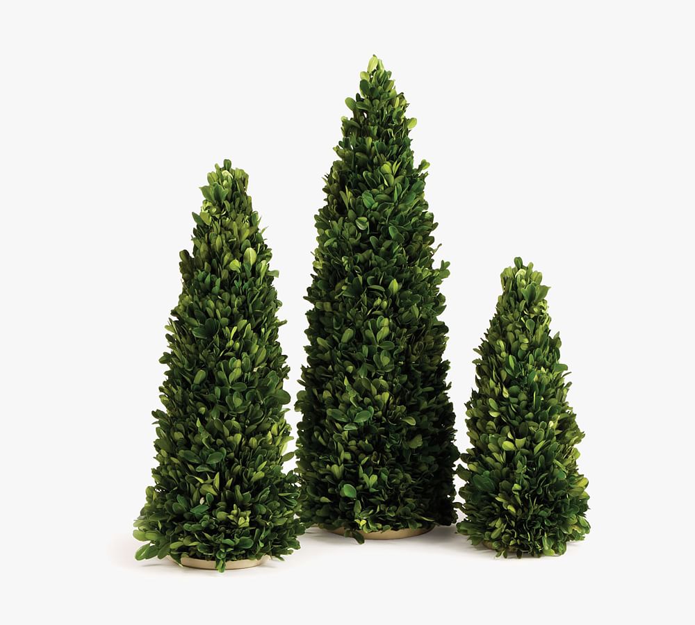 Preserved Boxwood Trees - Set of 3 | Pottery Barn