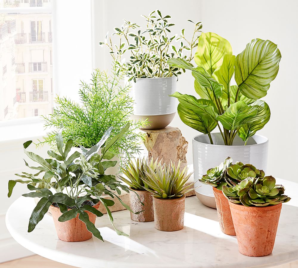 Faux Potted Variegated Mirror Houseplant | Pottery Barn