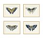 Blue & Gold Butterfly Framed Prints | Pottery Barn