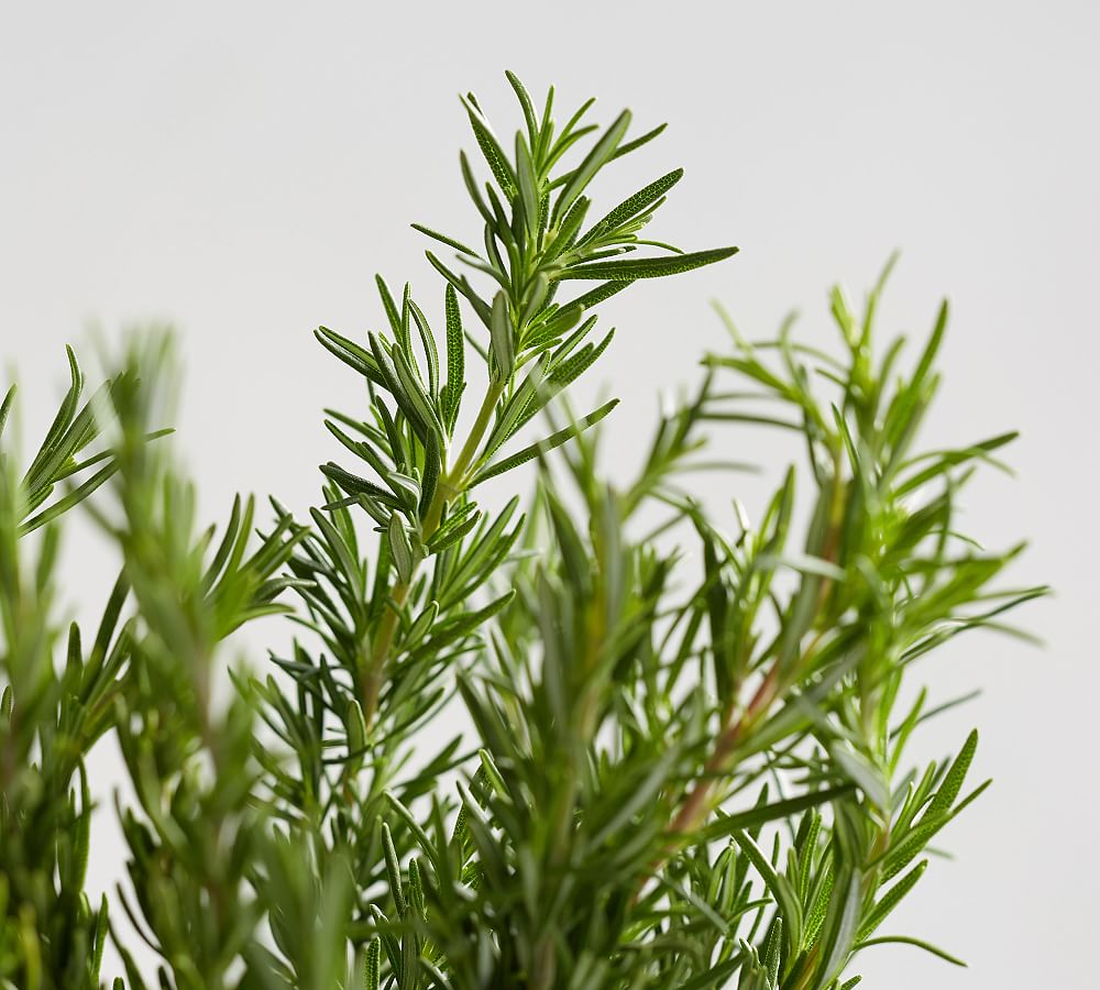 Fresh Rosemary Bunches | Pottery Barn