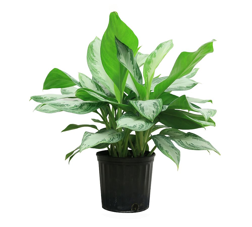 Fresh Aglaonema Silver Bay Plant | Pottery Barn