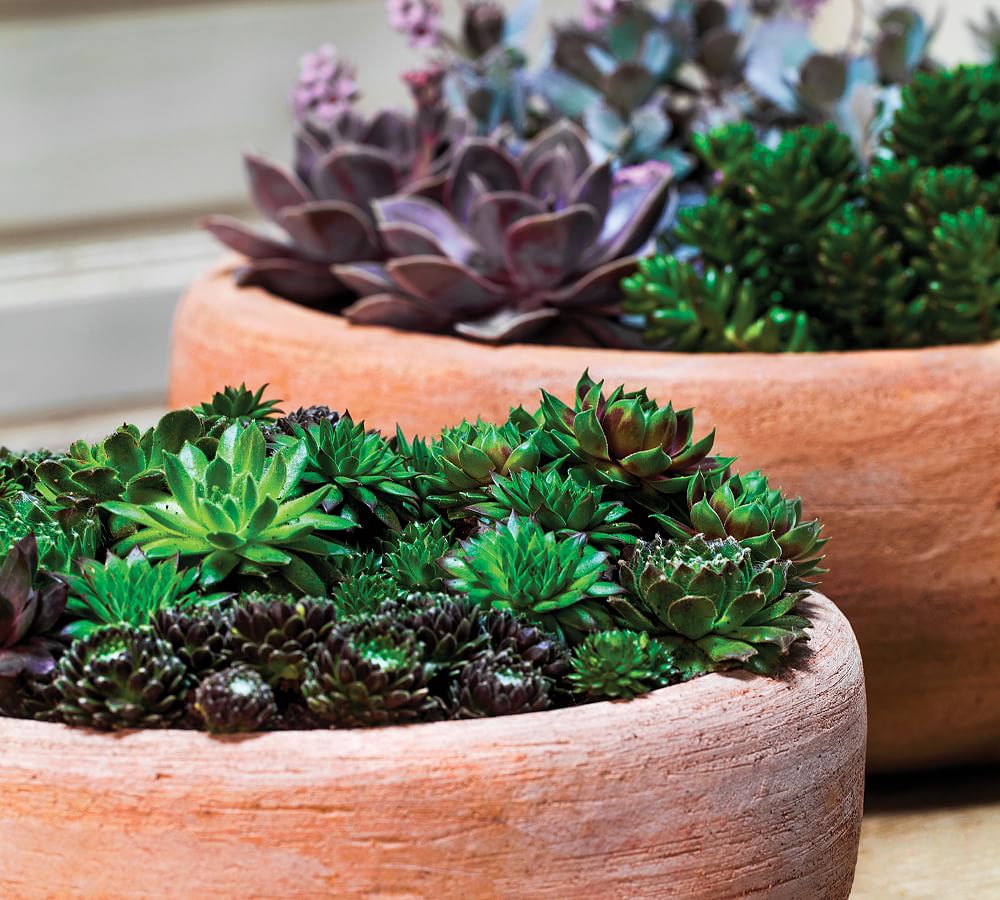 Belize Low Bowl Outdoor Planters - Set of 2 | Pottery Barn