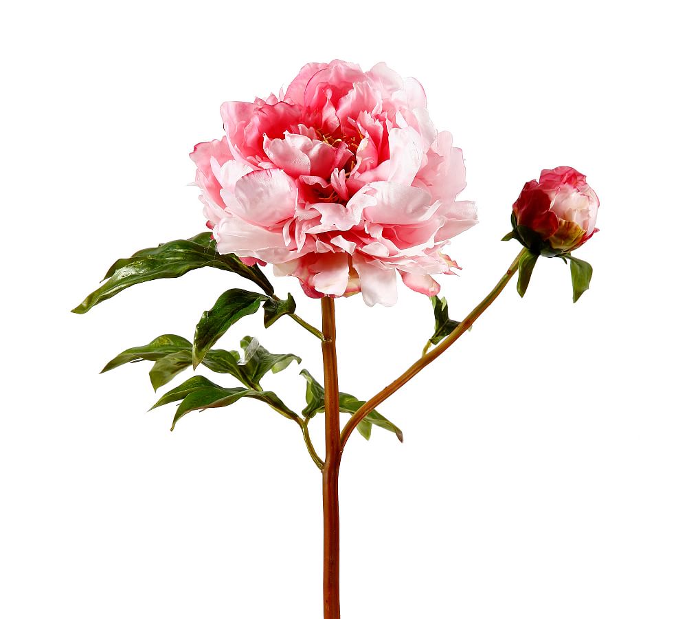 Faux Peony Open Stem with Bud | Artificial Flowers | Pottery Barn
