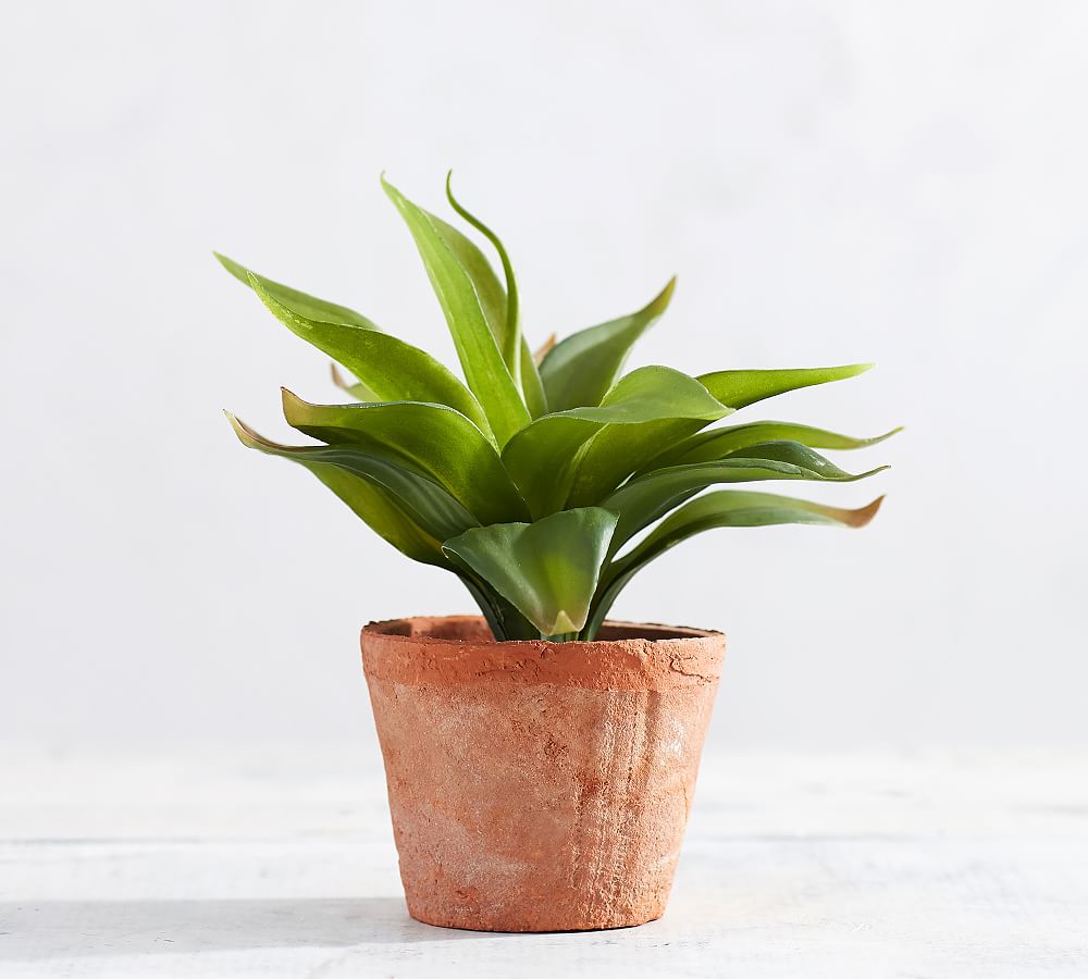 Faux Potted Red-Tipped Agave Succulent | Pottery Barn
