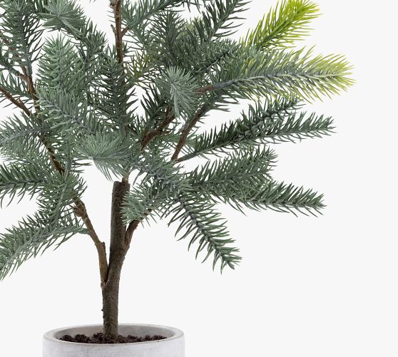 Potted Pine Tree 19 Pottery Barn