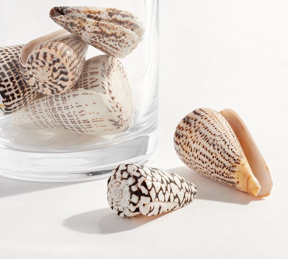 Spotted Conch Shells Vase Filler | Pottery Barn
