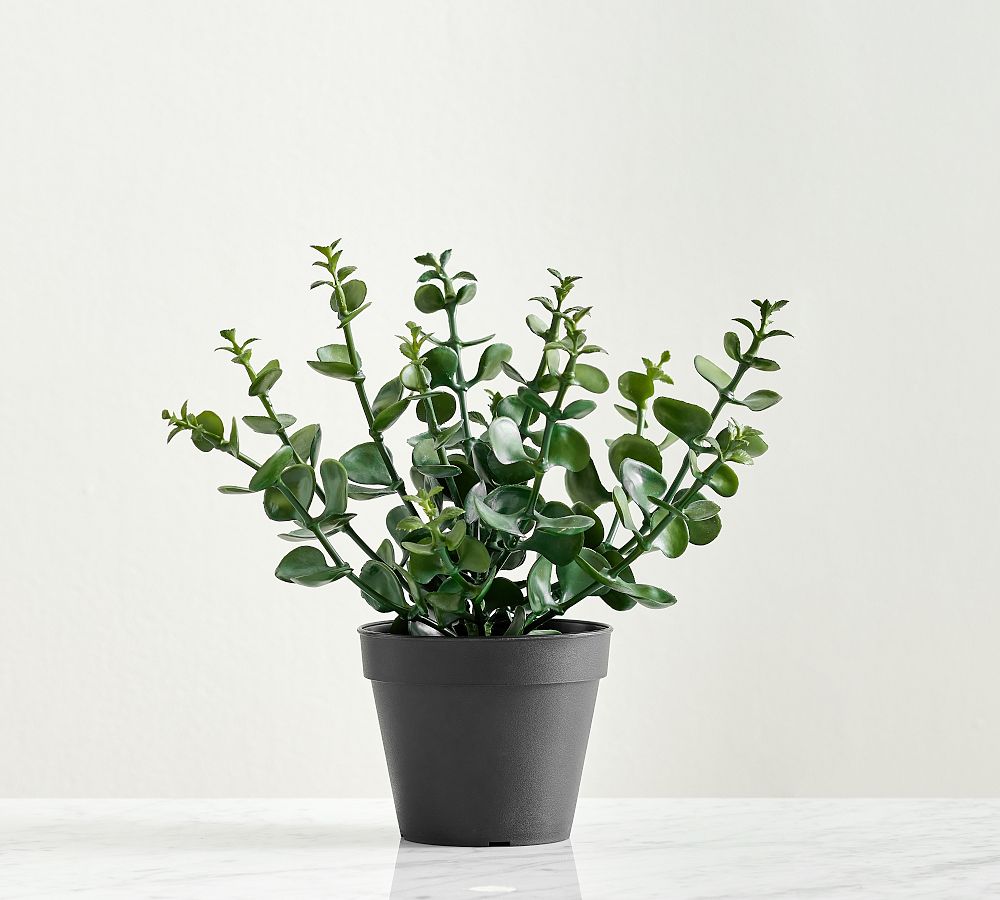 Faux Potted Silver Dollar Mini Eucalyptus | Pottery Barn