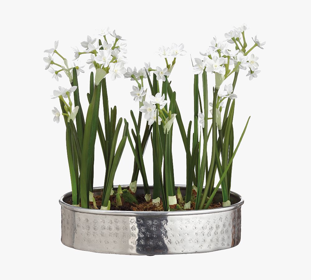Paperwhite Arrangement In Aluminum Pot | Pottery Barn
