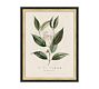 Vintage Botanical Framed Print | Pottery Barn