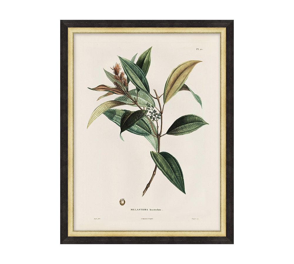 Vintage Botanical Framed Print | Pottery Barn