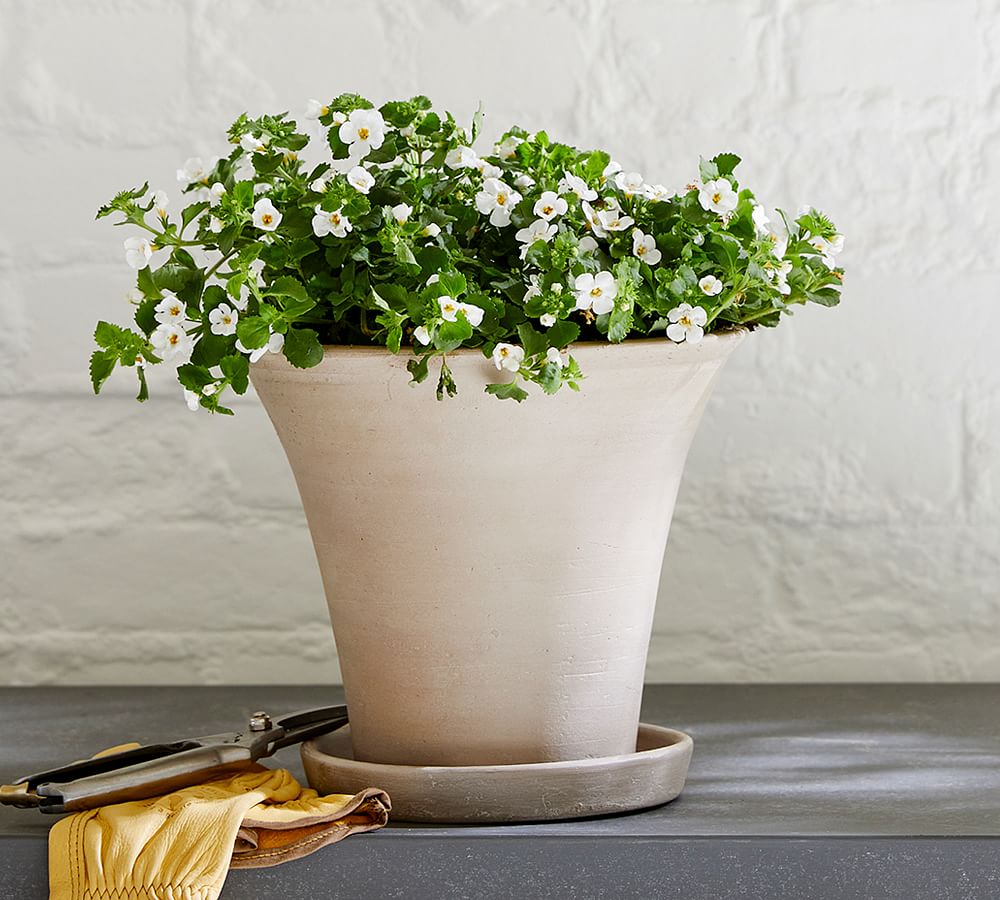 Provence Scalloped Edge Outdoor Planters - Clay | Pottery Barn
